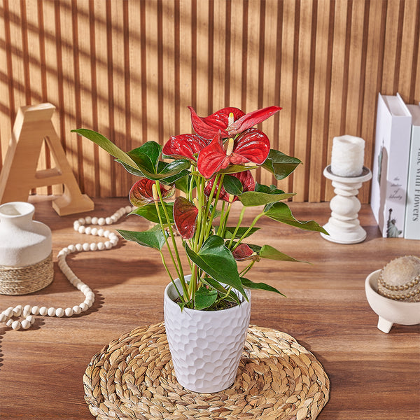 Potted Anthurium Plant – Plant gift baskets – Los Angeles delivery ...